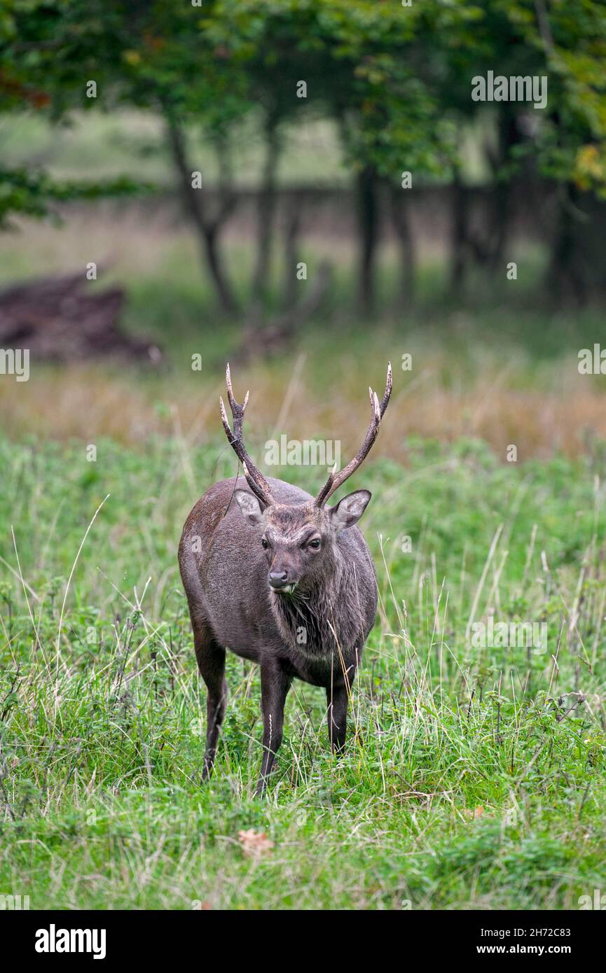 Sika deer / spotted deer / Japanese deer (Cervus nippon) stag foraging ...