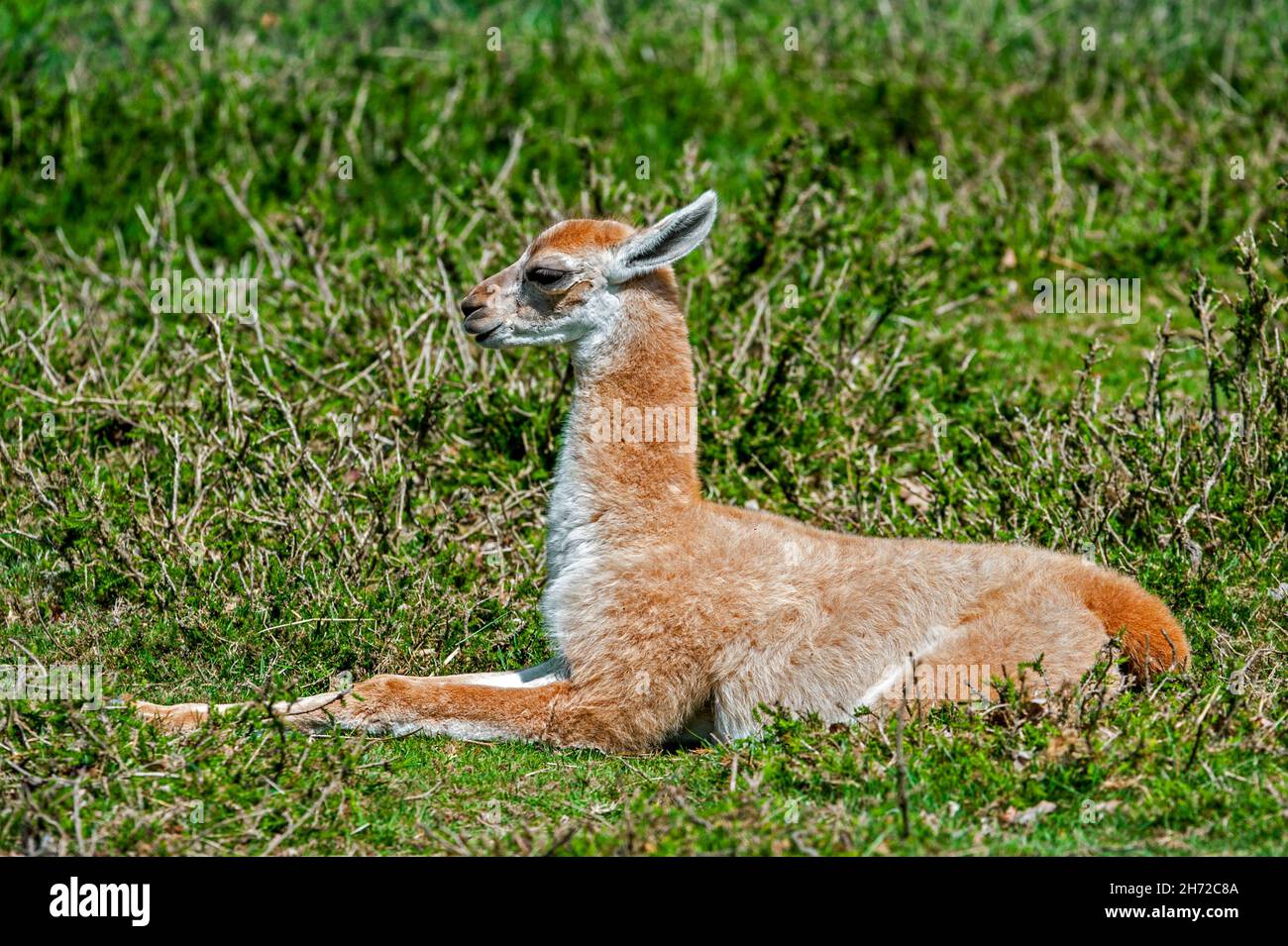 Juvenile guanaco (Lama guanicoe) camelid native to South America Stock ...