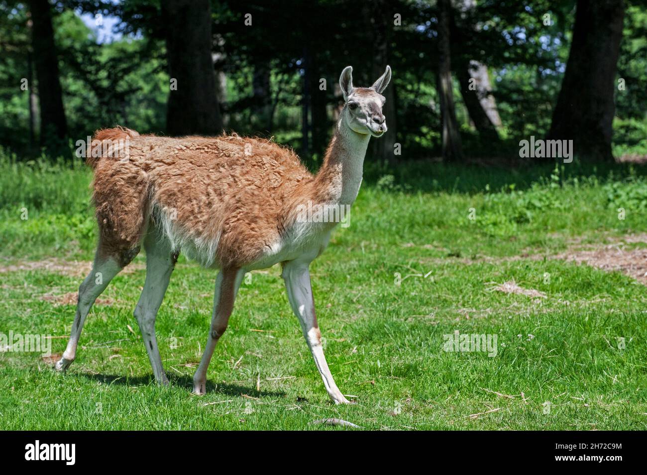 Guanaco (Lama guanicoe) in zoo, camelid native to South America Stock ...