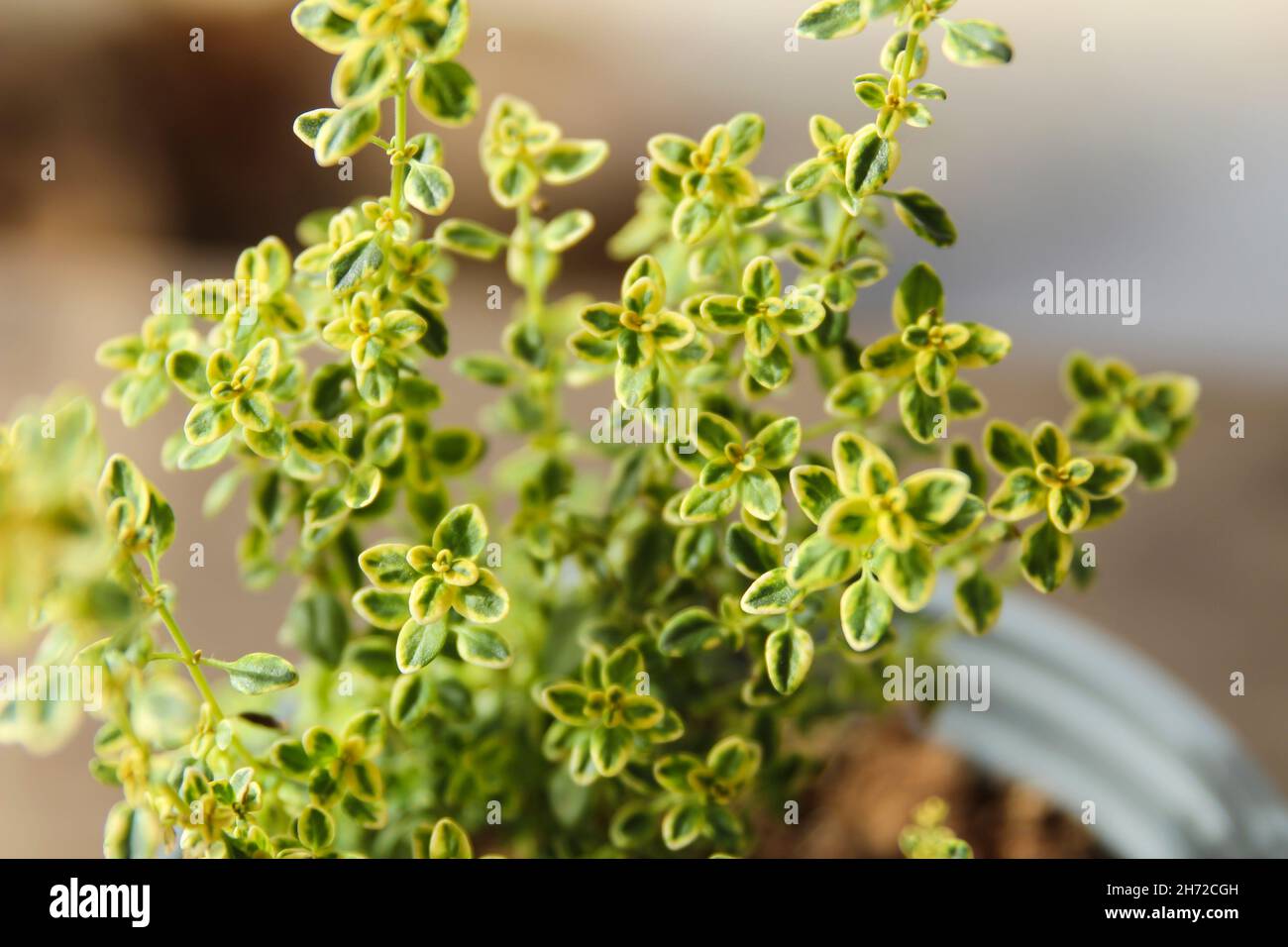 Colorful Thymus Citriodorus plant in the garden Stock Photo - Alamy