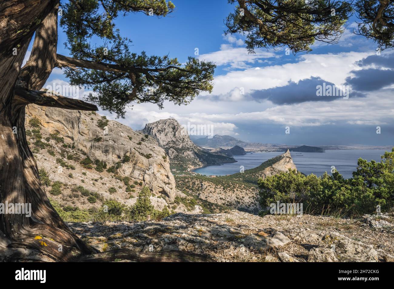 Pine tree and cape Kapchik in background. Beautiful landscape on black ...