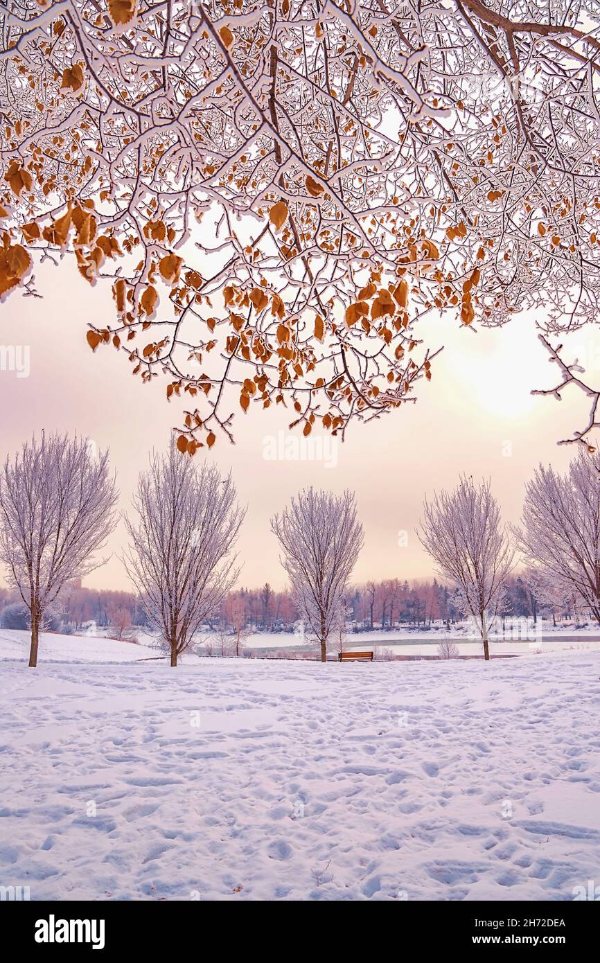 Calgary alberta canada trees covered hi-res stock photography and ...