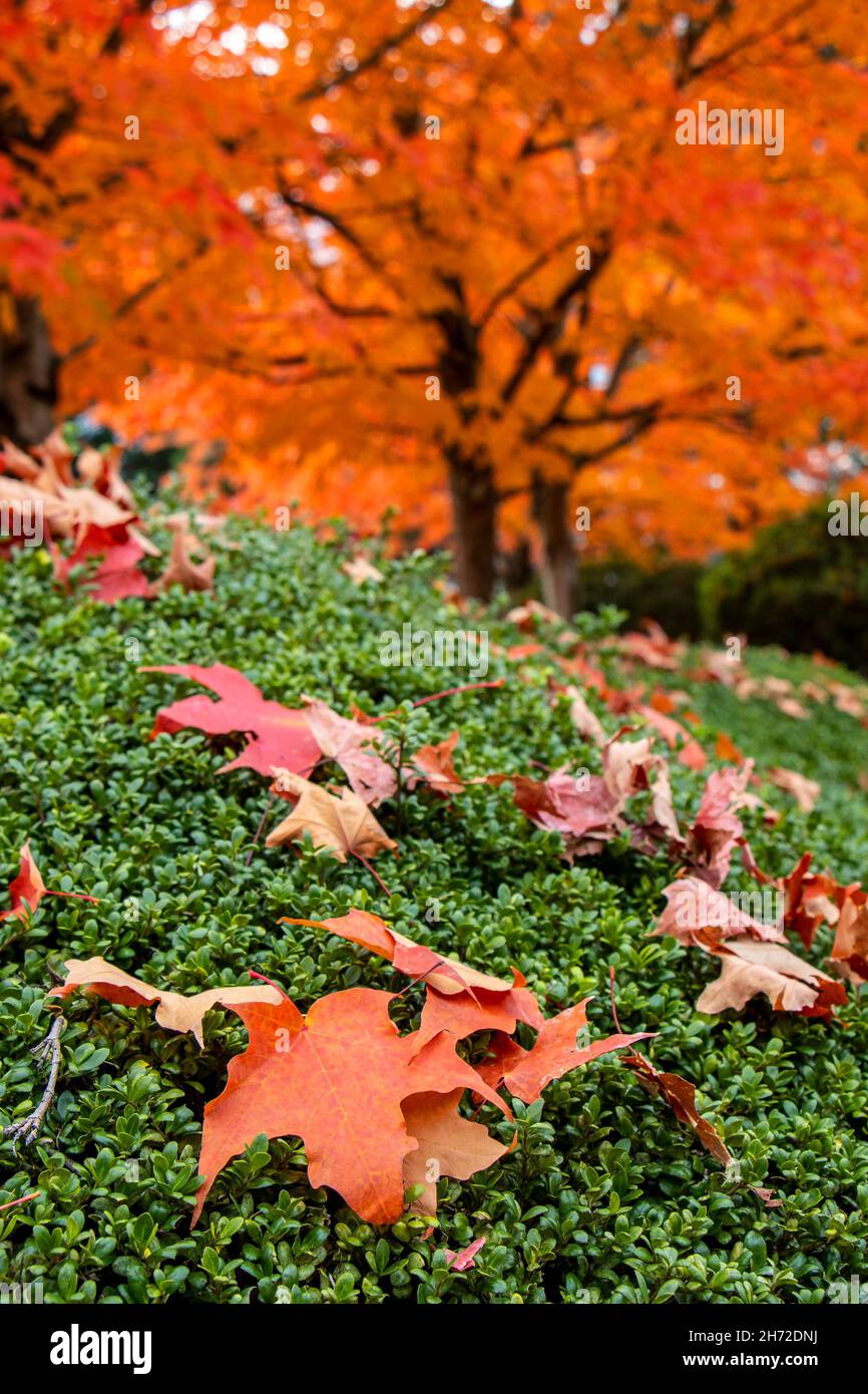 Orange fall colors in the Pacific NW. USA Stock Photo - Alamy