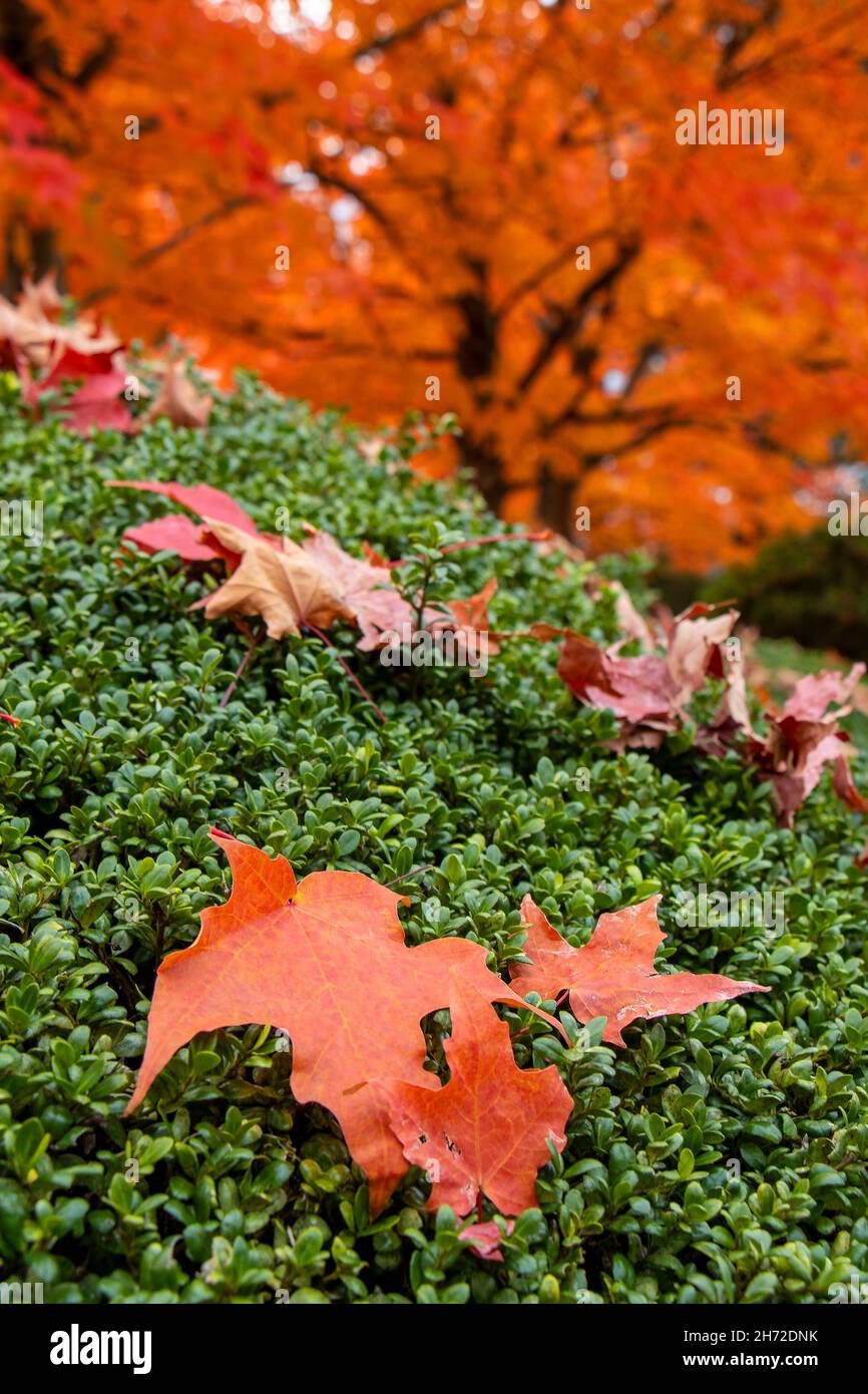 Orange fall colors in the Pacific NW. USA Stock Photo - Alamy