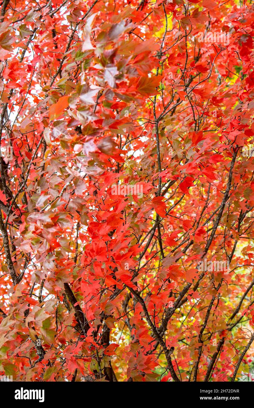 Orange fall colors in the Pacific NW. USA Stock Photo - Alamy