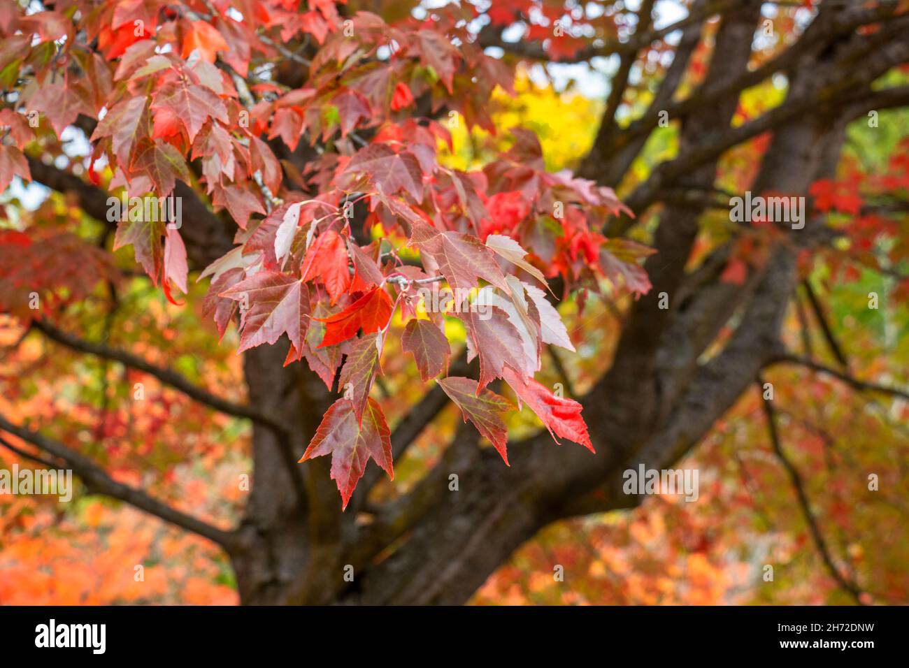 Orange fall colors in the Pacific NW. USA Stock Photo - Alamy