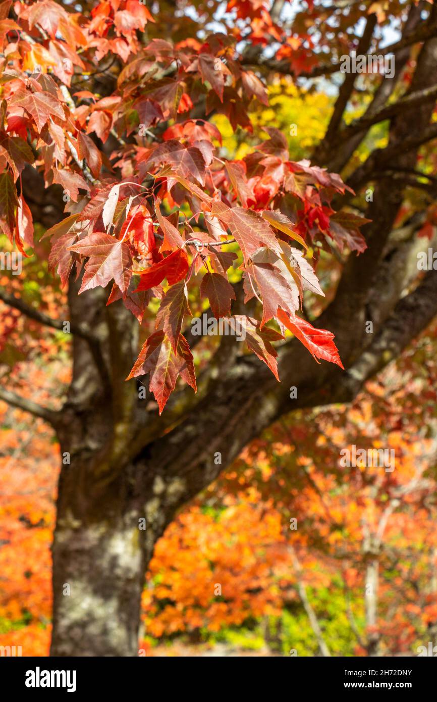 Orange fall colors in the Pacific NW. USA Stock Photo - Alamy