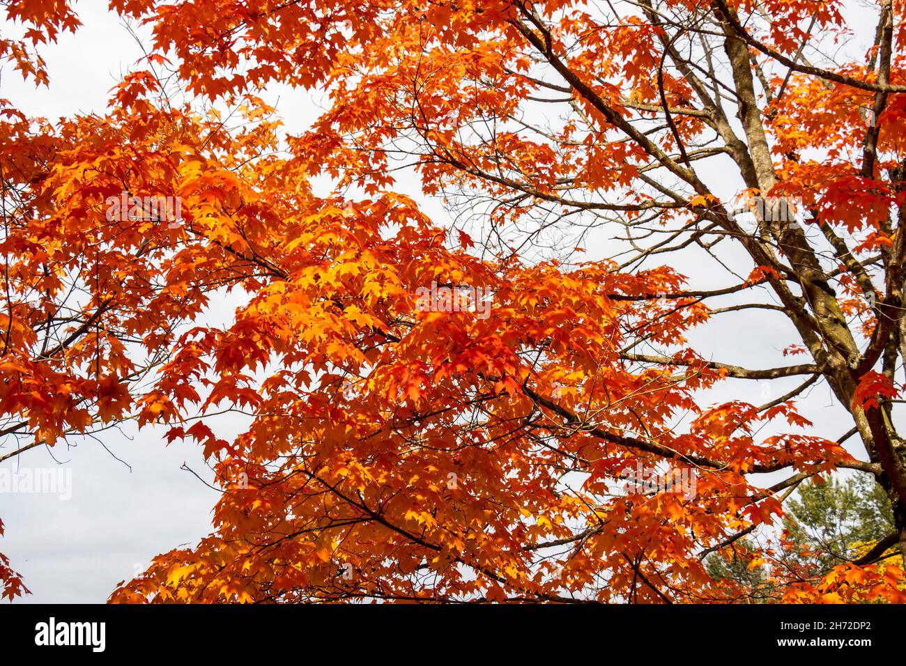 Orange fall colors in the Pacific NW. USA Stock Photo - Alamy
