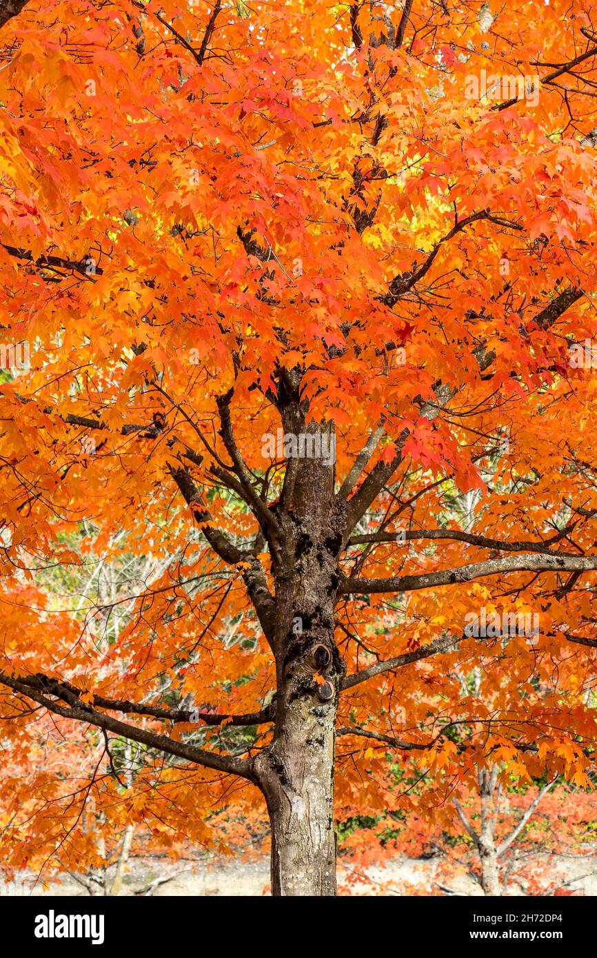 Orange fall colors in the Pacific NW. USA Stock Photo - Alamy