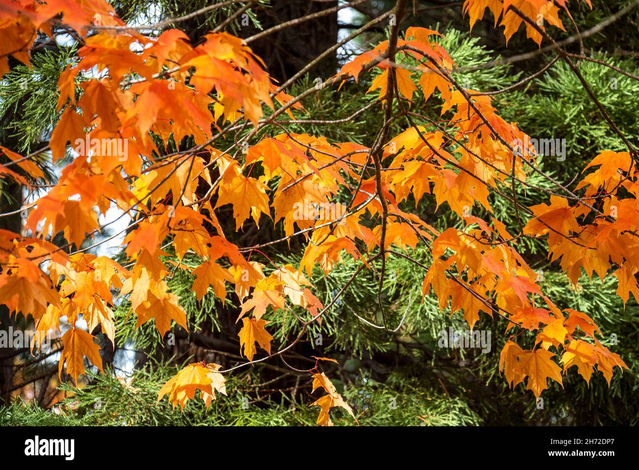 Orange fall colors in the Pacific NW. USA Stock Photo - Alamy