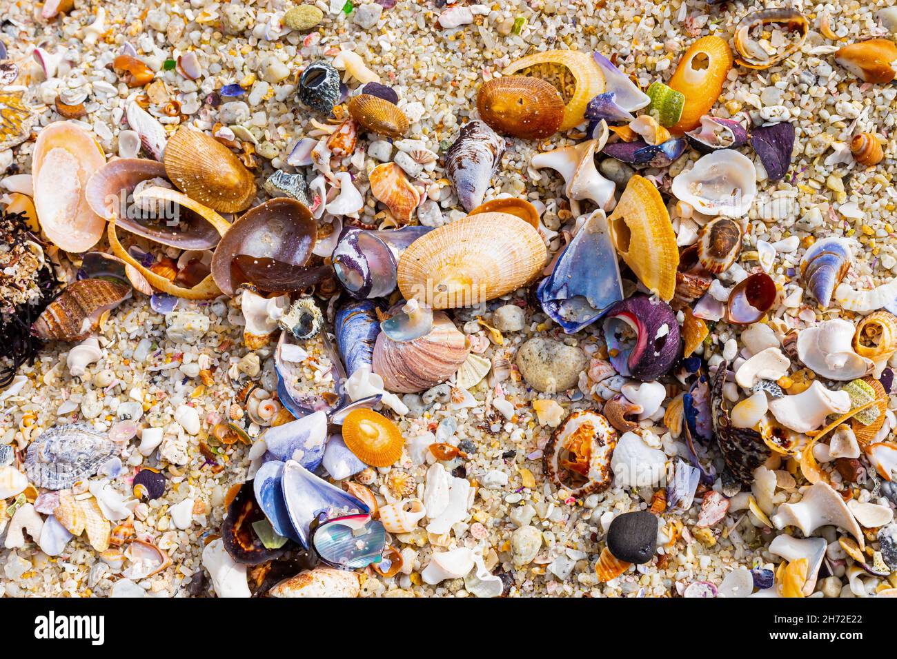 Overhead view of washed up and broken sea shells on sandy beach in Cape ...