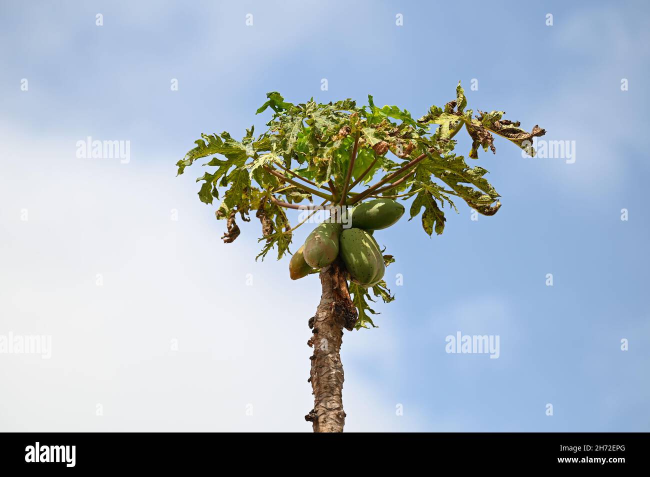 Brazilian avocado hi-res stock photography and images - Alamy