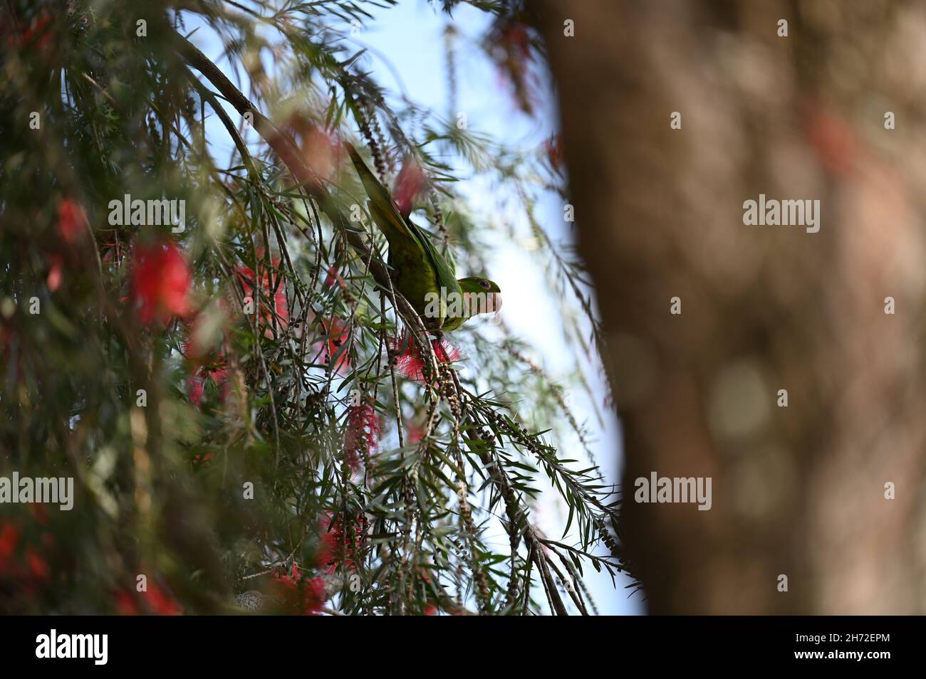 Green Parrot on a tree Stock Photo - Alamy
