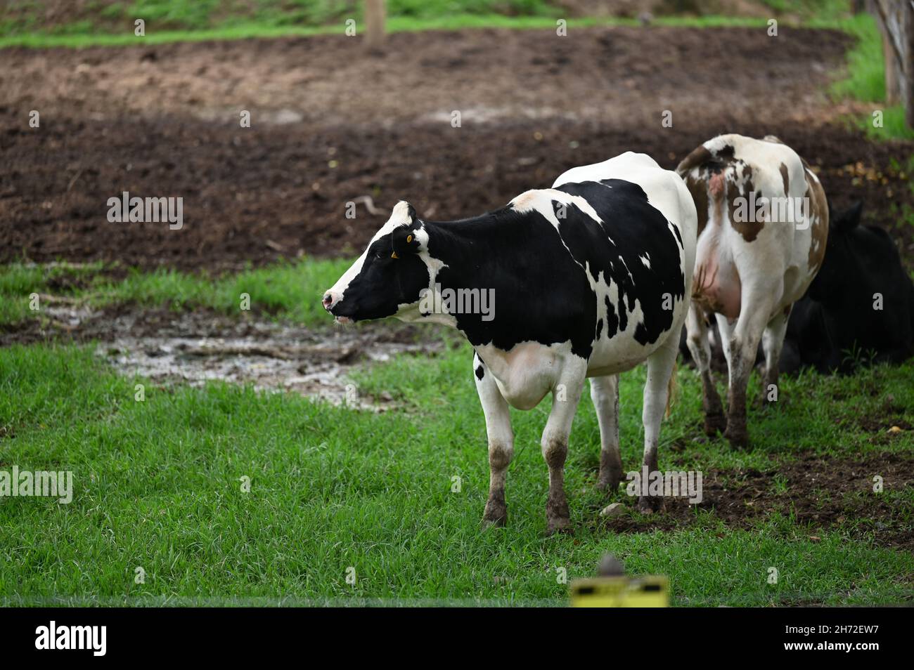 Brazil farm land hi-res stock photography and images - Alamy