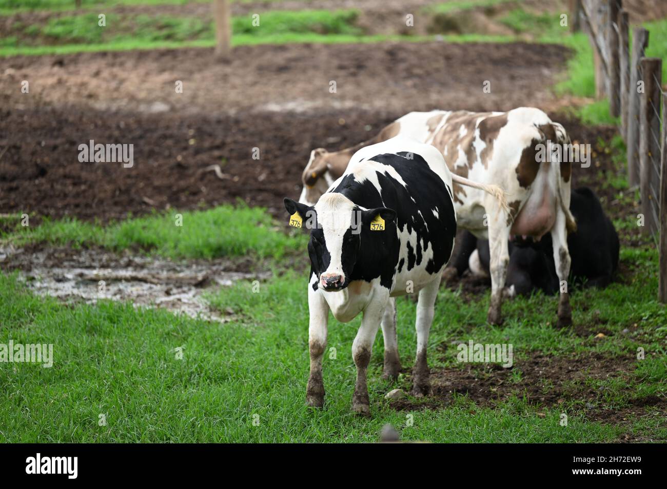 Cows in the farm Stock Photo - Alamy