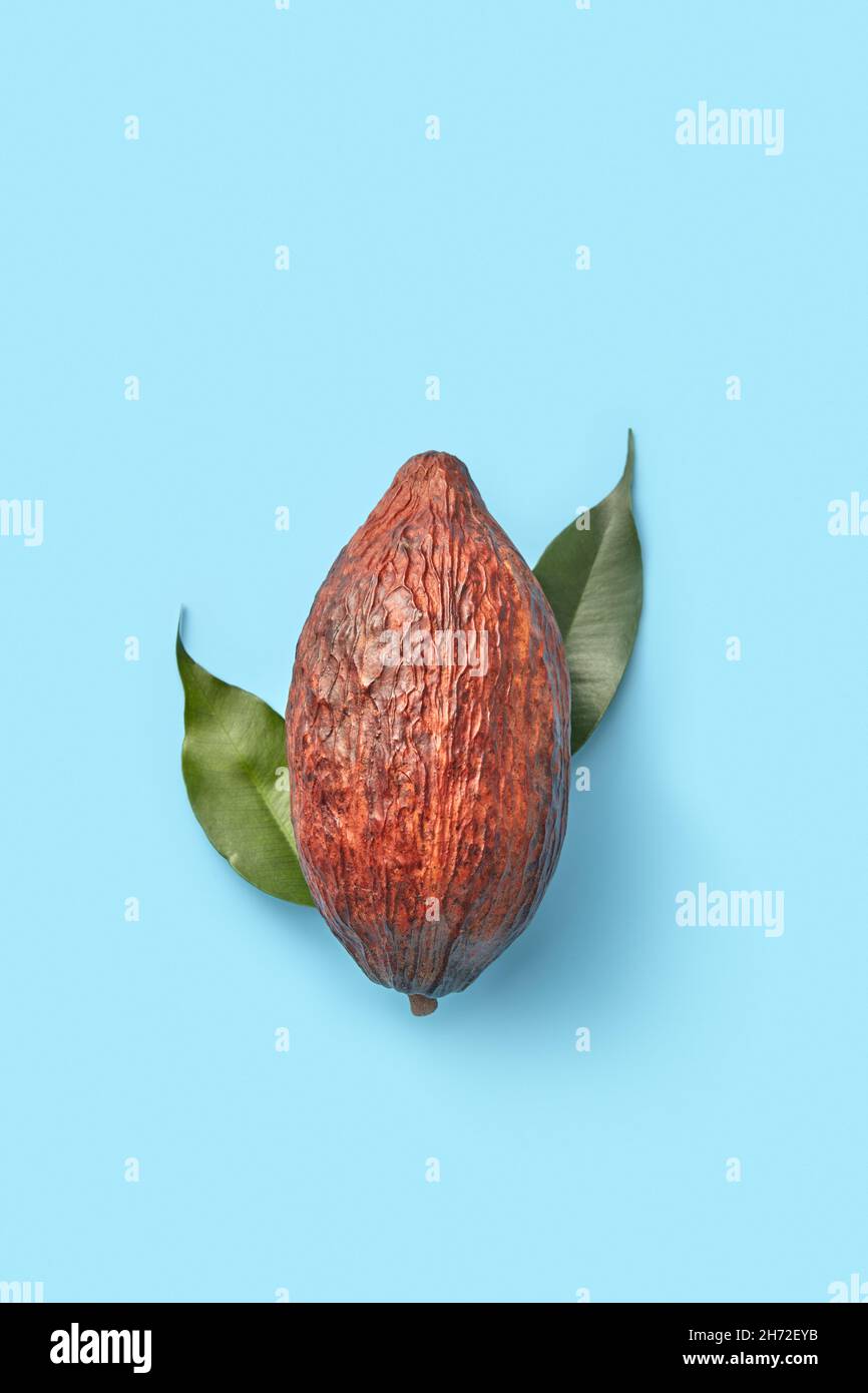 Whole cocoa pod with green leaves Stock Photo - Alamy