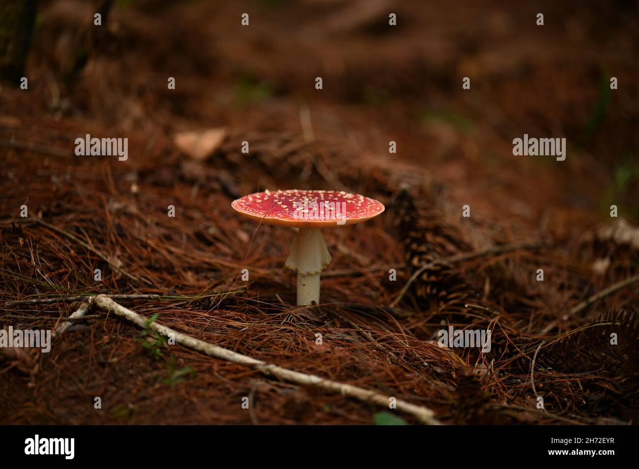 Red mushrooms in the woods Stock Photo - Alamy