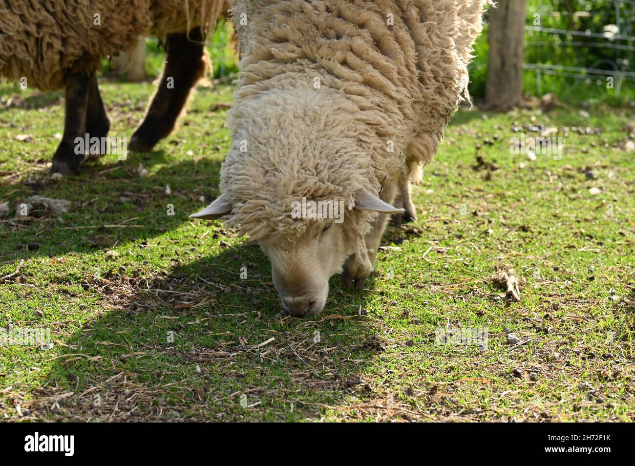 White sheep hi-res stock photography and images - Alamy
