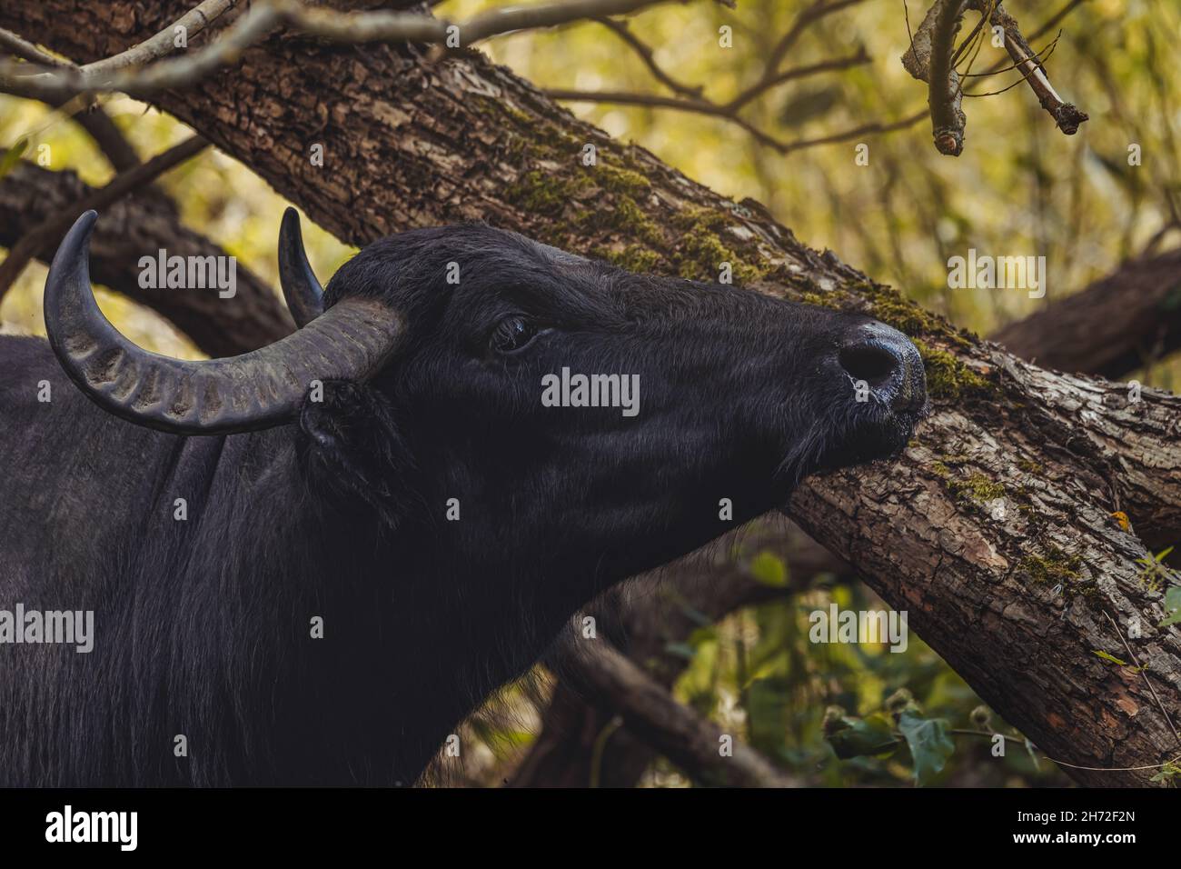 Natural view of big black buffalo in the forest Stock Photo - Alamy