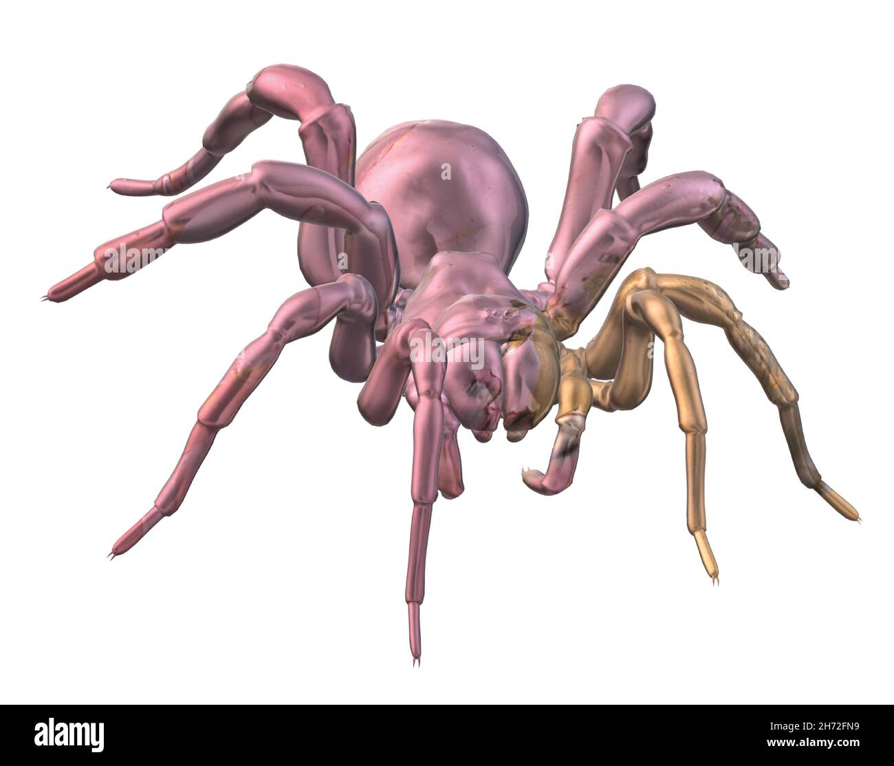 The pink spiders Stock Vector Images - Alamy