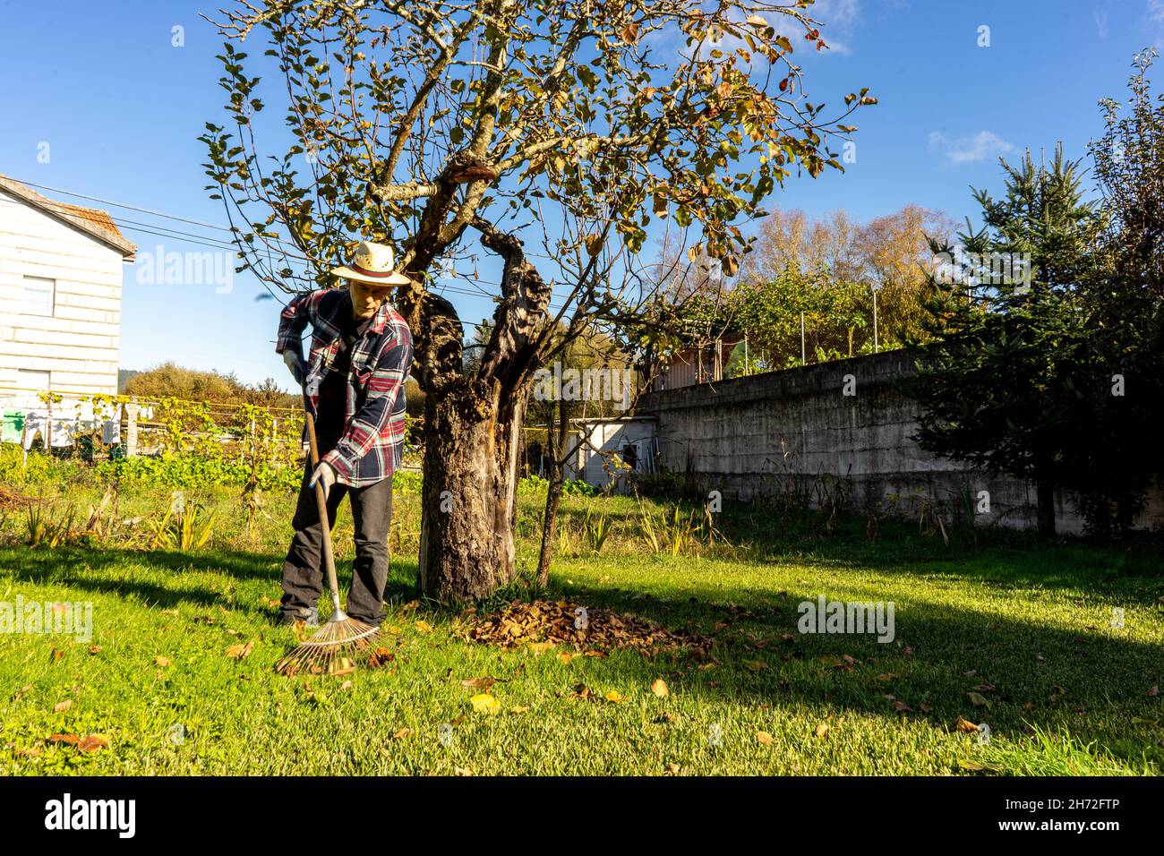 man picking leaves Stock Photo - Alamy