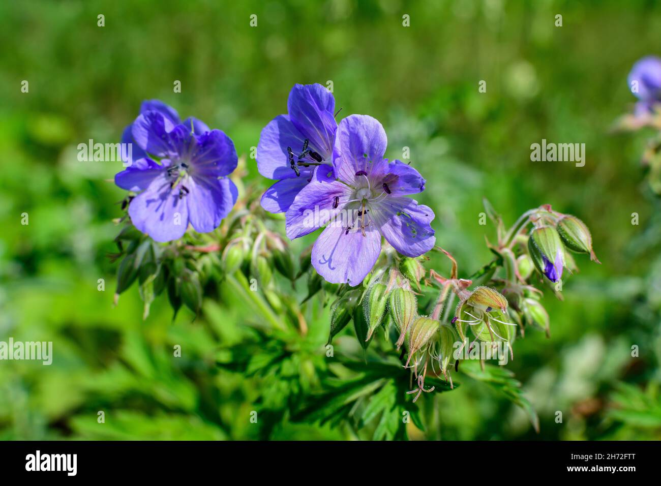Delicate light blue flowers hi-res stock photography and images - Alamy