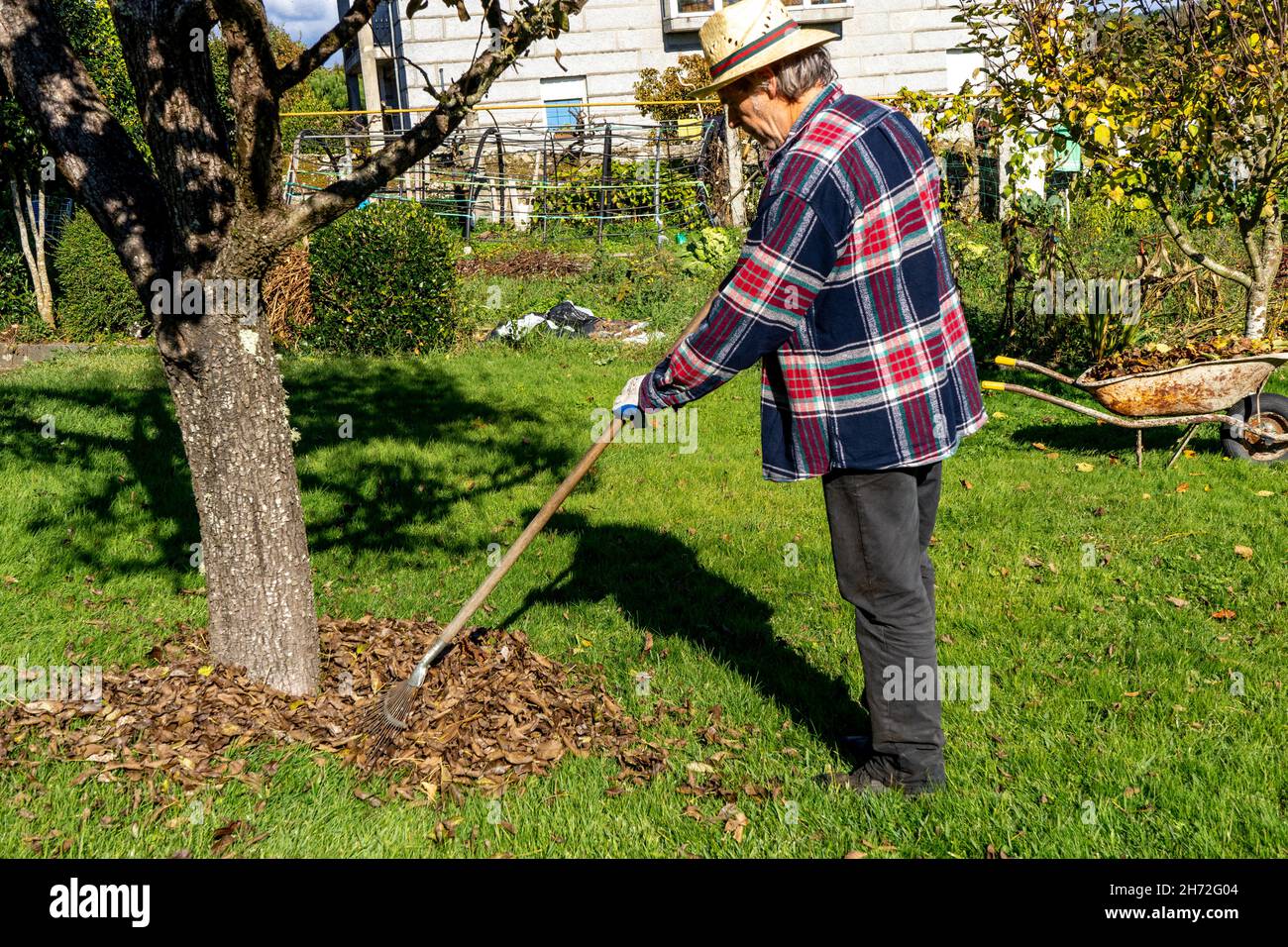 Picking dried grass hi-res stock photography and images - Alamy