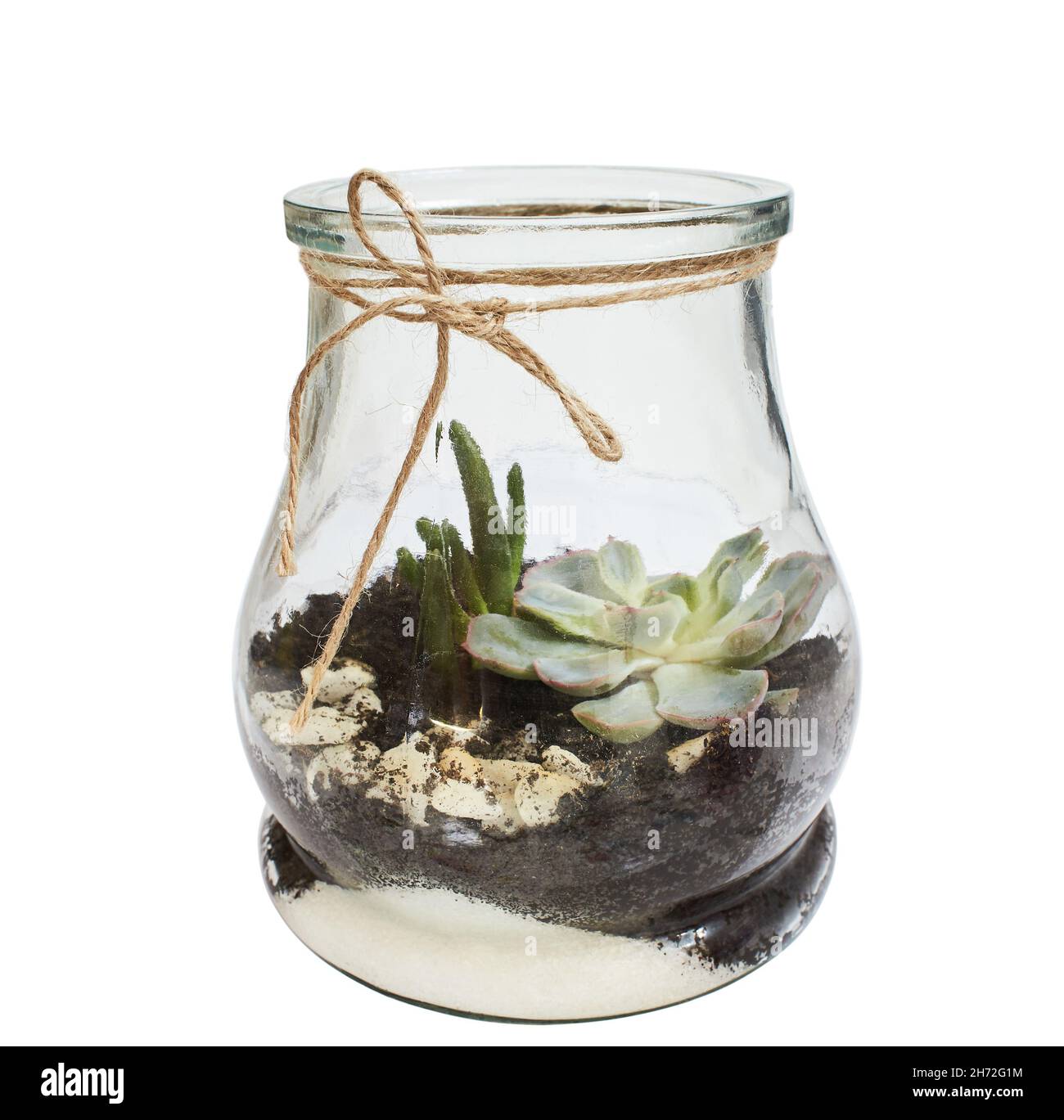 Succulent arrangement in a glass bottle (terrarium), vase isolated on white. garden inside mason ...