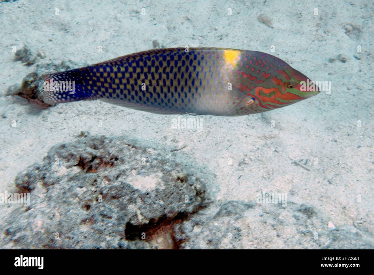 A Checkerboard Wrasse (Halichoeres hortulanus) in the Red Sea, Egypt ...