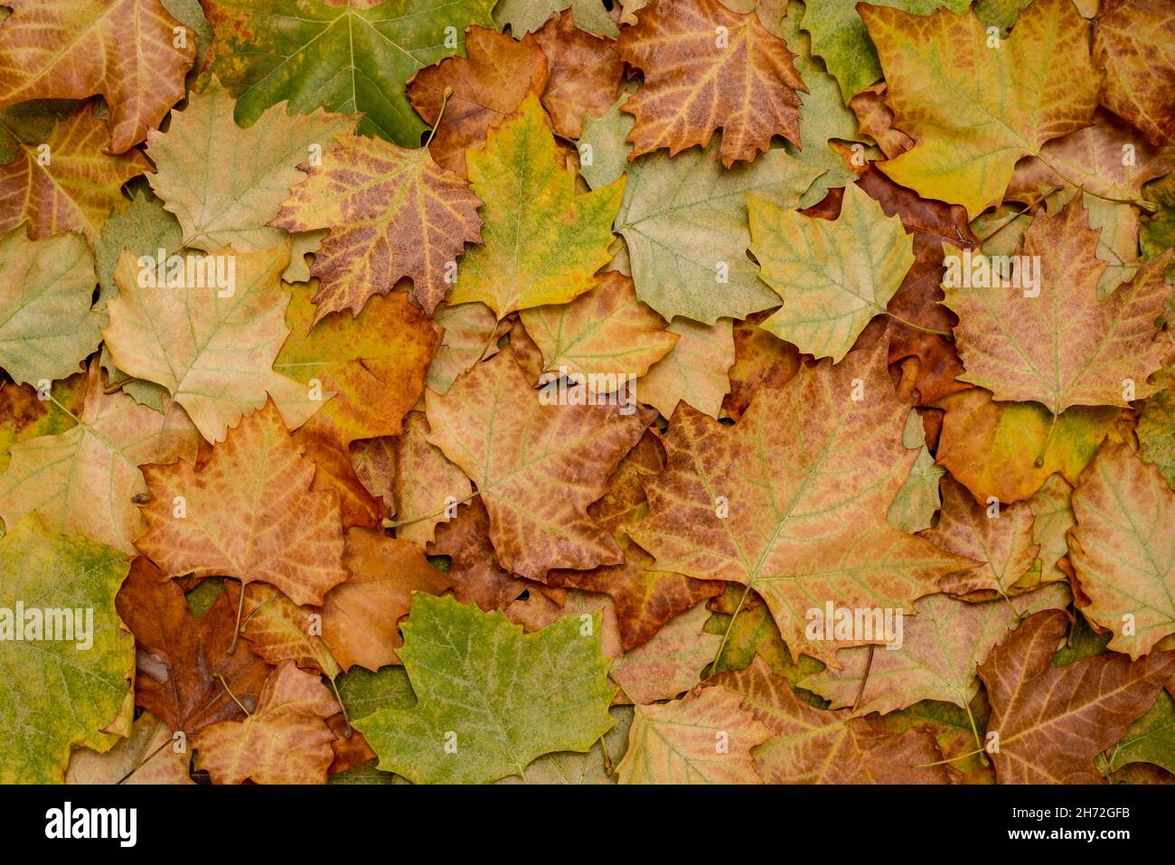 Maple backgrounds hi-res stock photography and images - Alamy