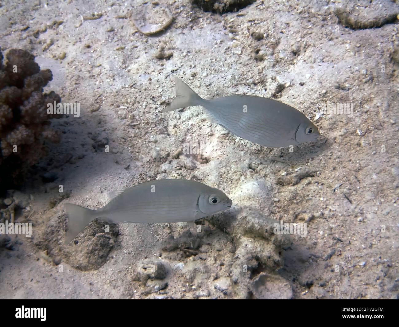 A pair of Red Sea Rabbitfish (Siganus rivulatus) in the Red Sea, Egypt ...