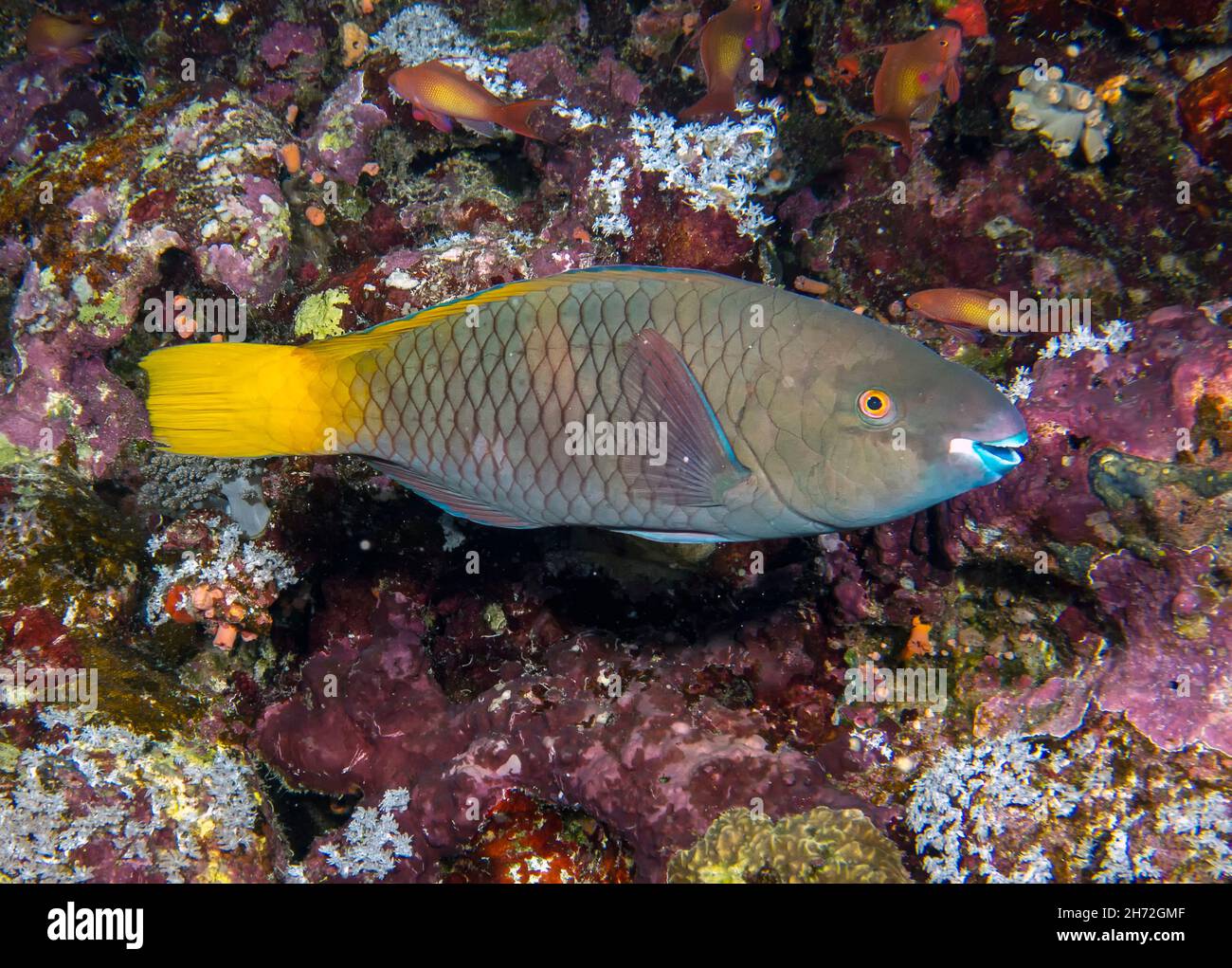 A female Rusty Parrotfish (Scarus ferrugineus) in the Red Sea Stock ...
