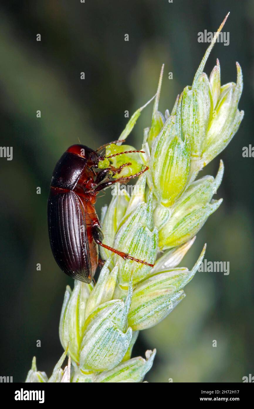 Beetle of corn ground beetle - Zabrus tenebrioides eating a unripe ...