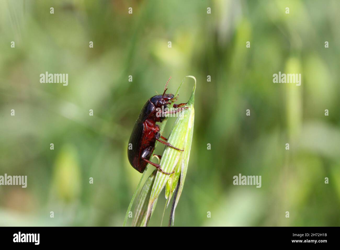 Beetle of corn ground beetle - Zabrus tenebrioides eating a unripe ...