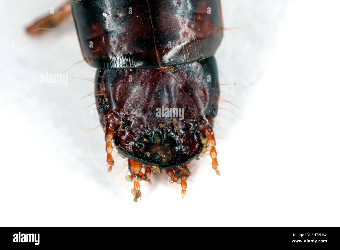 Larva of Bread grains ground beetle (Zabrus tenebrioides) is a species ...