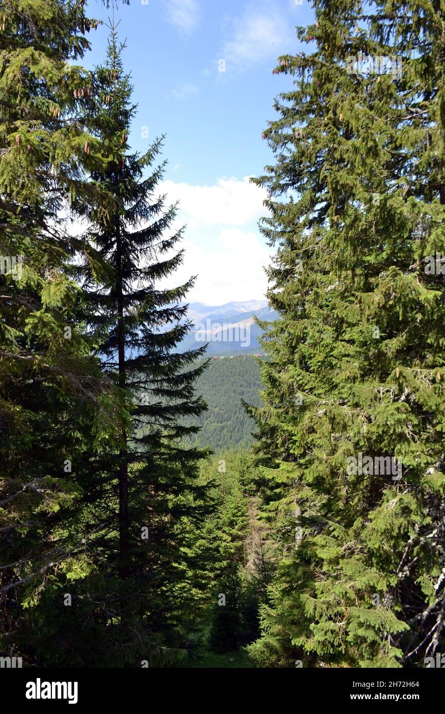 Through the coniferous forests at the foot of Mount Parang you can see ...