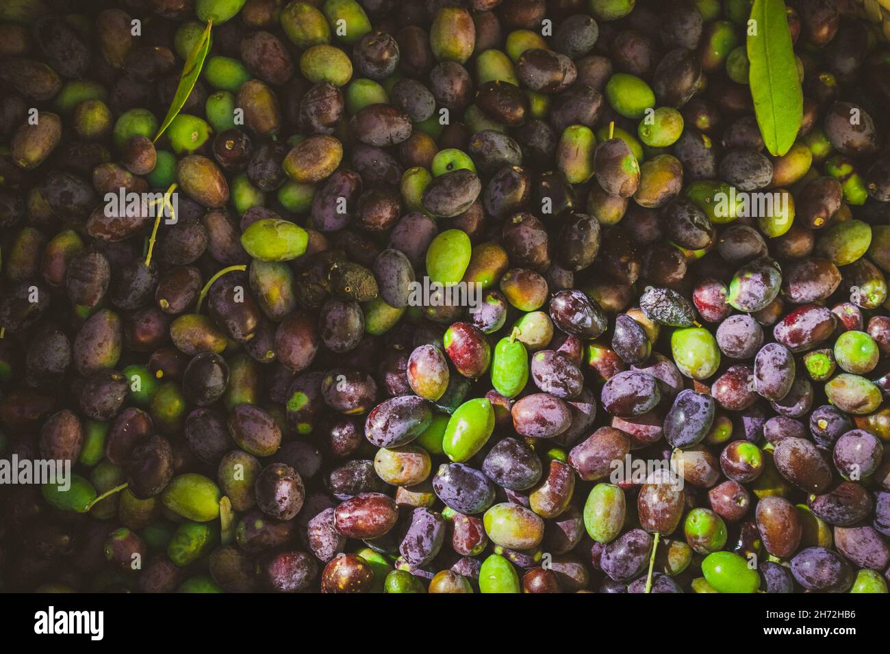 Top view of freshly picked olives Stock Photo - Alamy