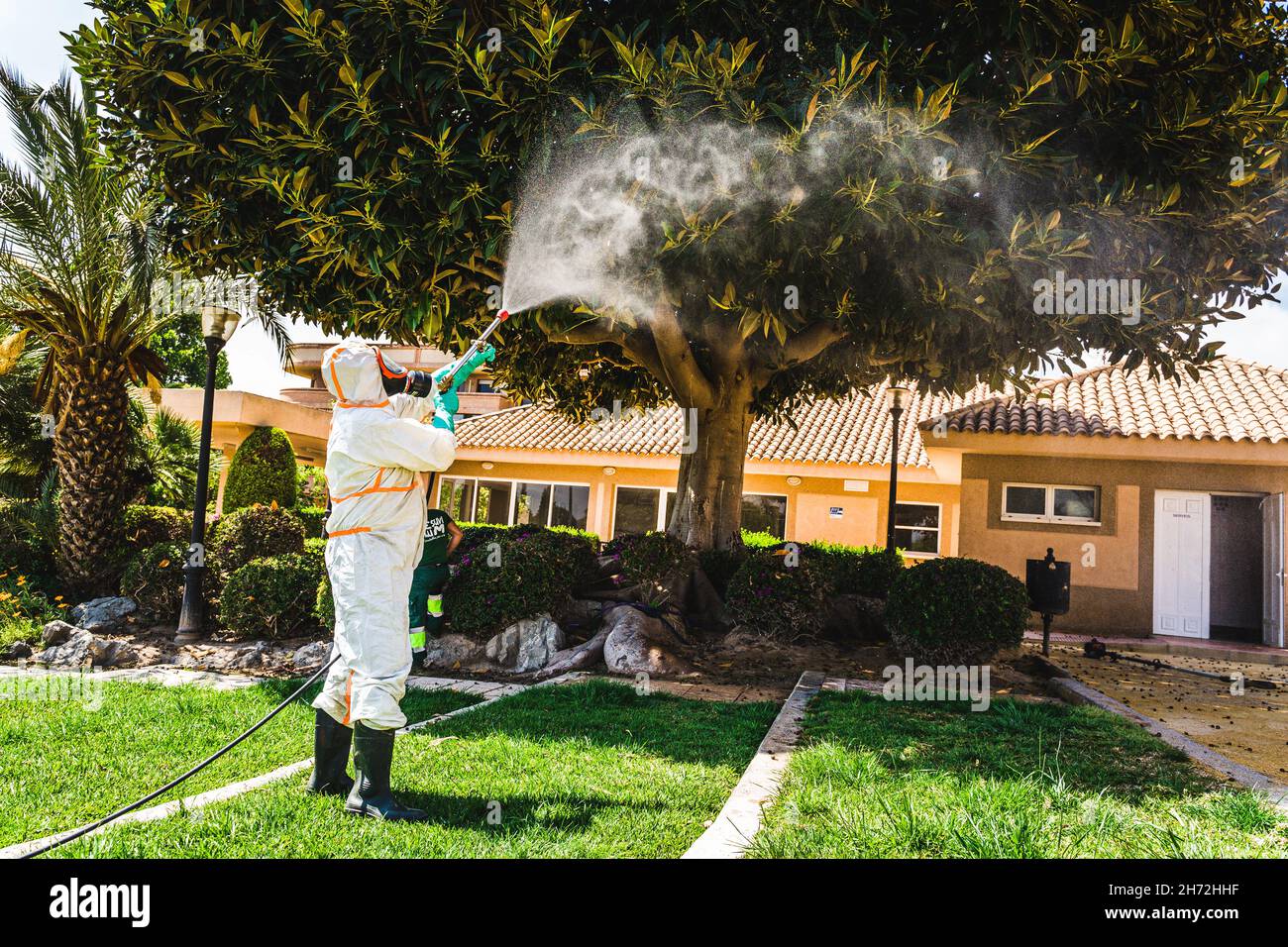 Worker in a special uniform doing pest control on a tree in the yard ...