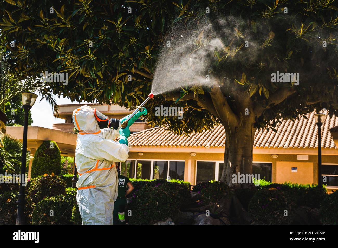Worker in a special uniform doing pest control on a tree in the yard ...