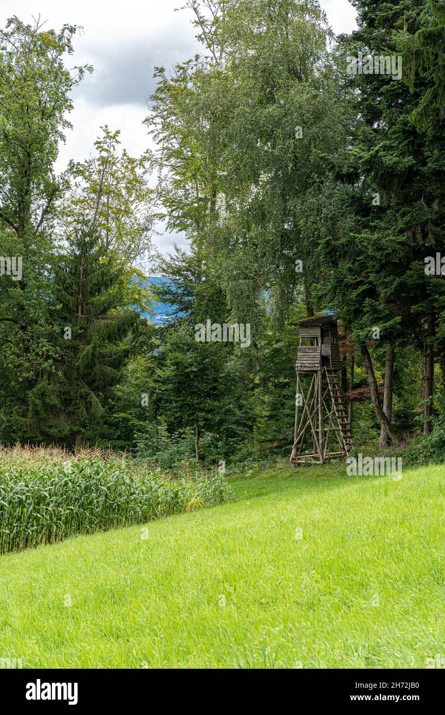 Big green field of corn and a raised hide for hunting Stock Photo - Alamy
