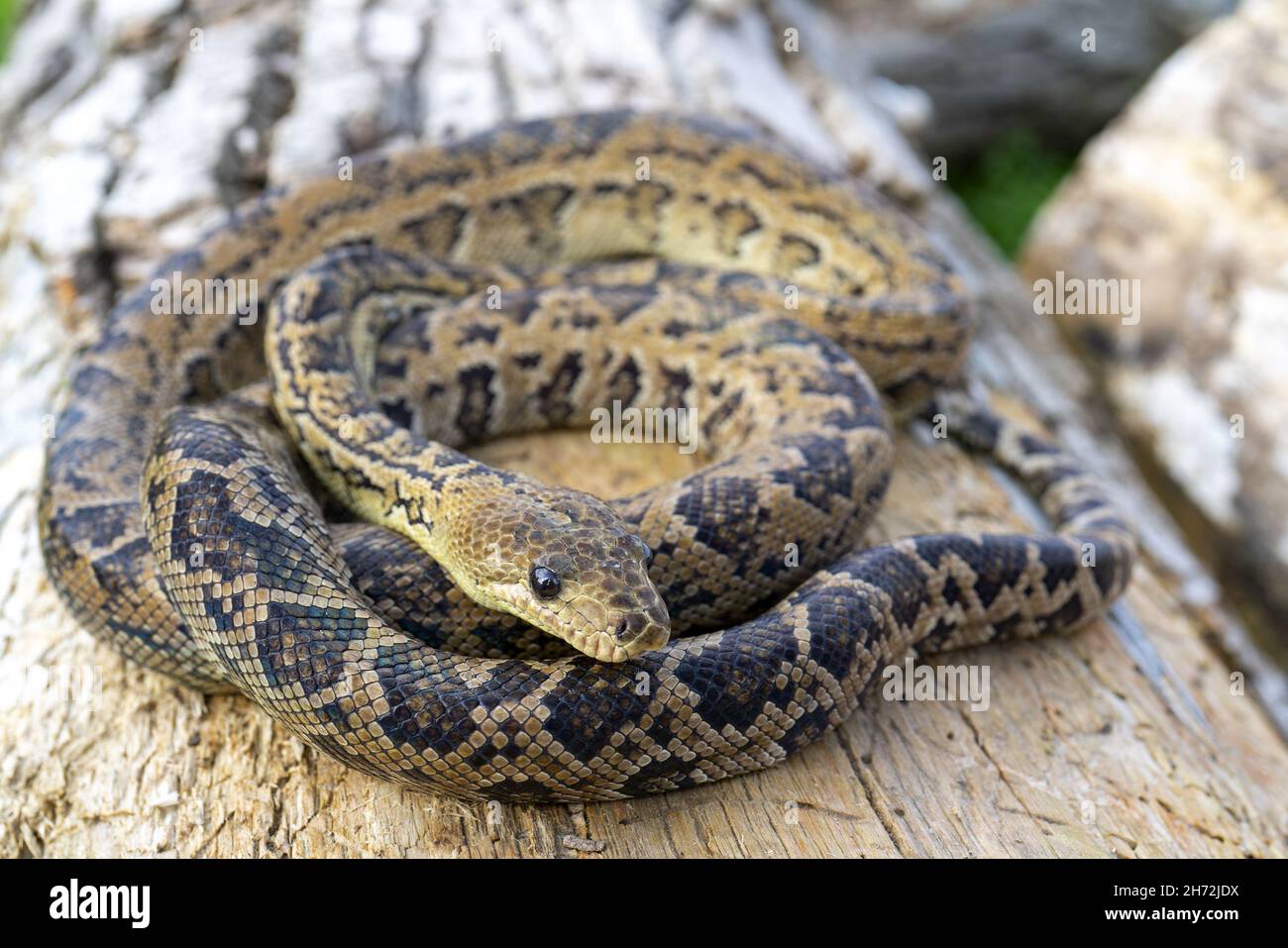 Cuban boa (chilabothrus angulifer) hi-res stock photography and images ...