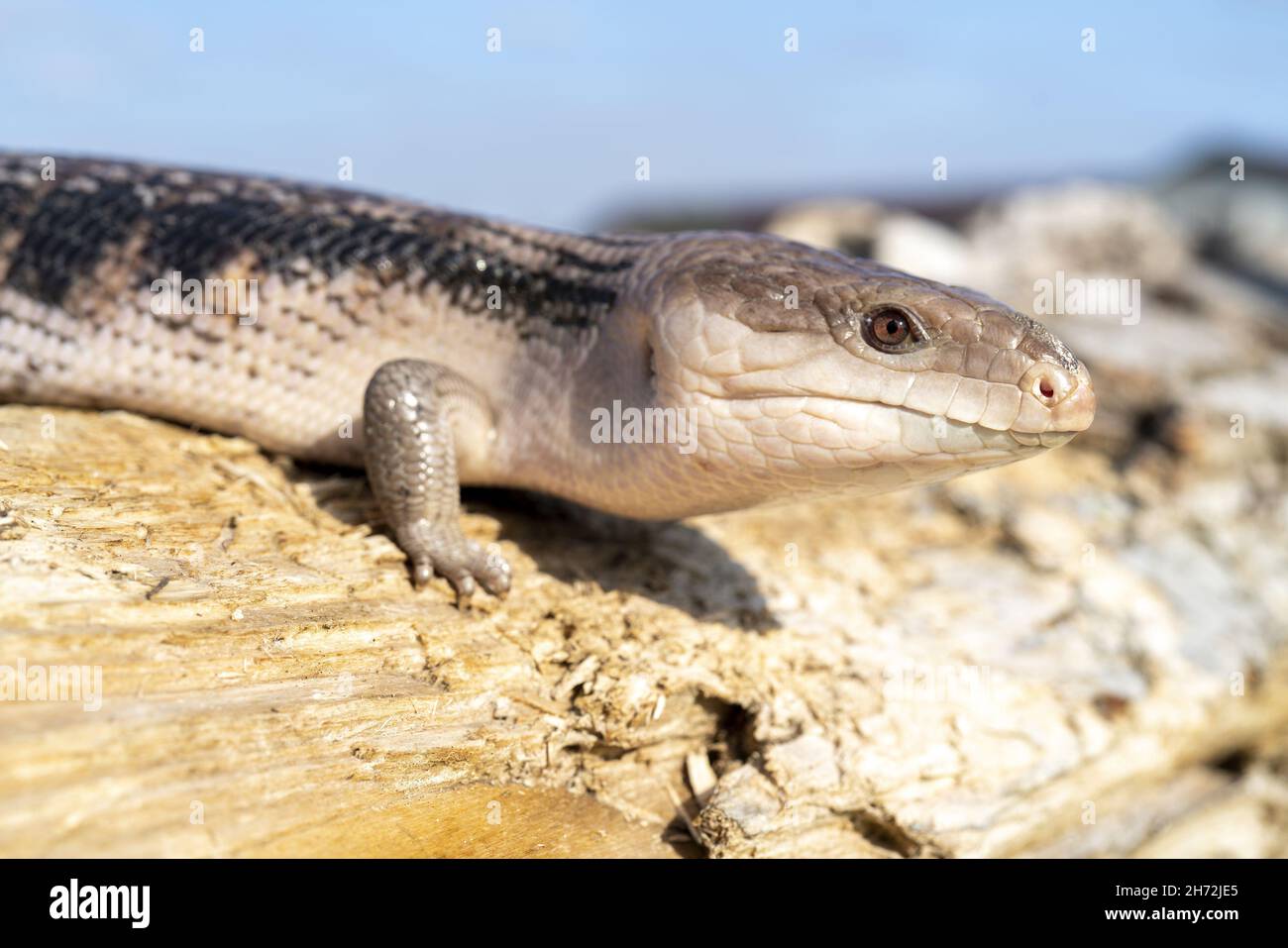 Common blue-tongued skink lizard, Tiliqua scincoides Stock Photo - Alamy