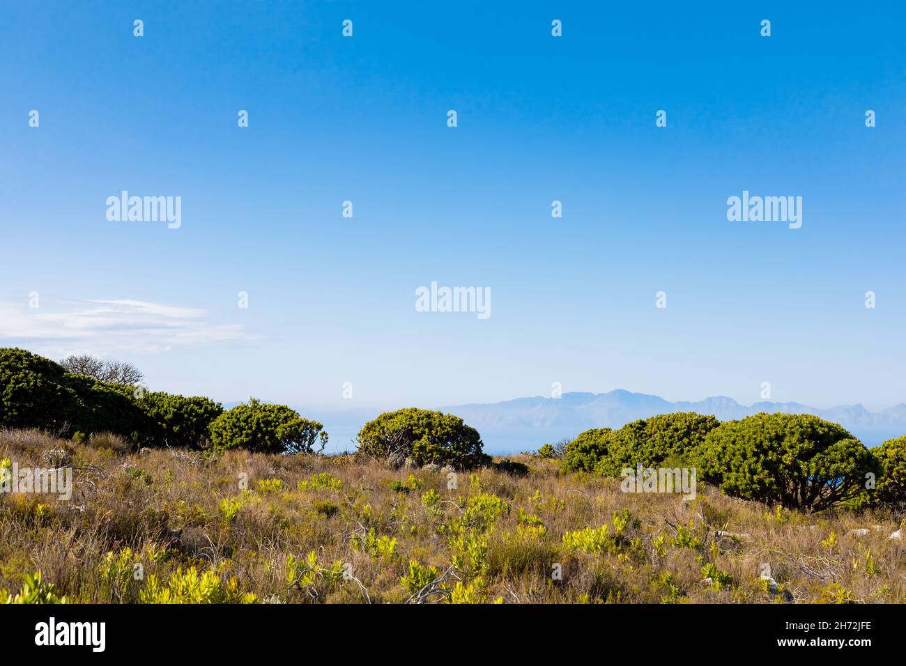 Coastal mountain landscape with fynbos flora in Cape Town South Africa ...
