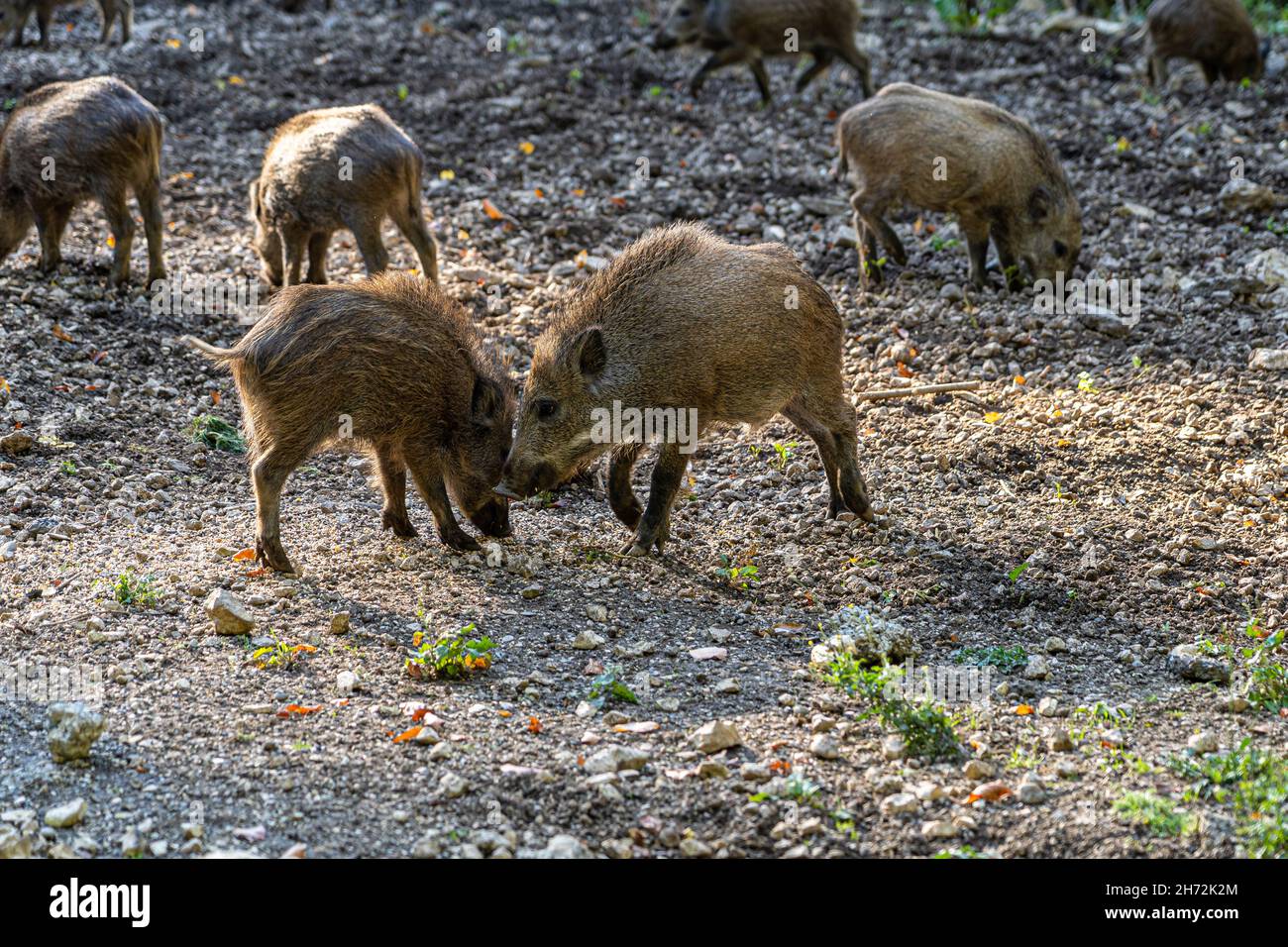 Wild boars searching for food on the ground and eating Stock Photo - Alamy