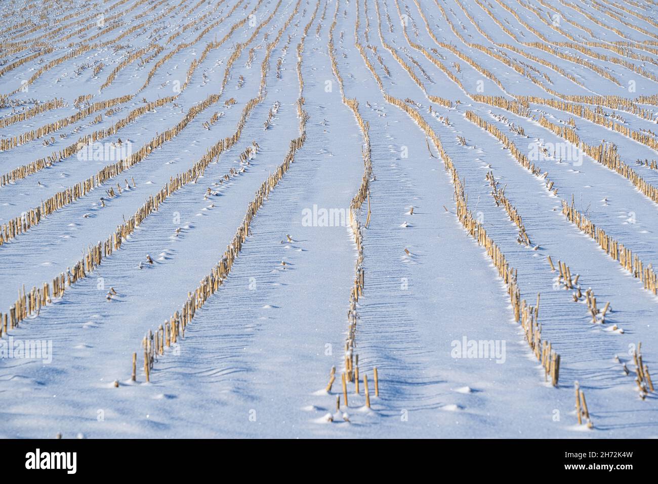 Rows of corn stubble under a fresh blanket of snow Stock Photo - Alamy