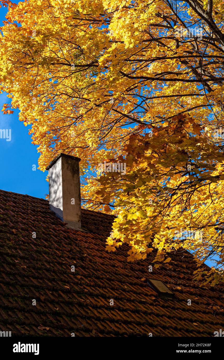The roof of a house with crooked chimney and a tree with golden leaves ...