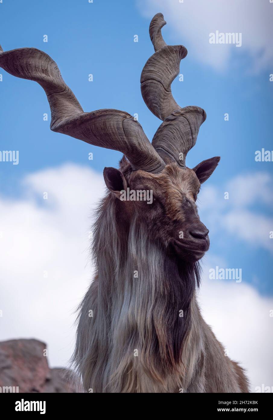 Helical horns hi-res stock photography and images - Alamy