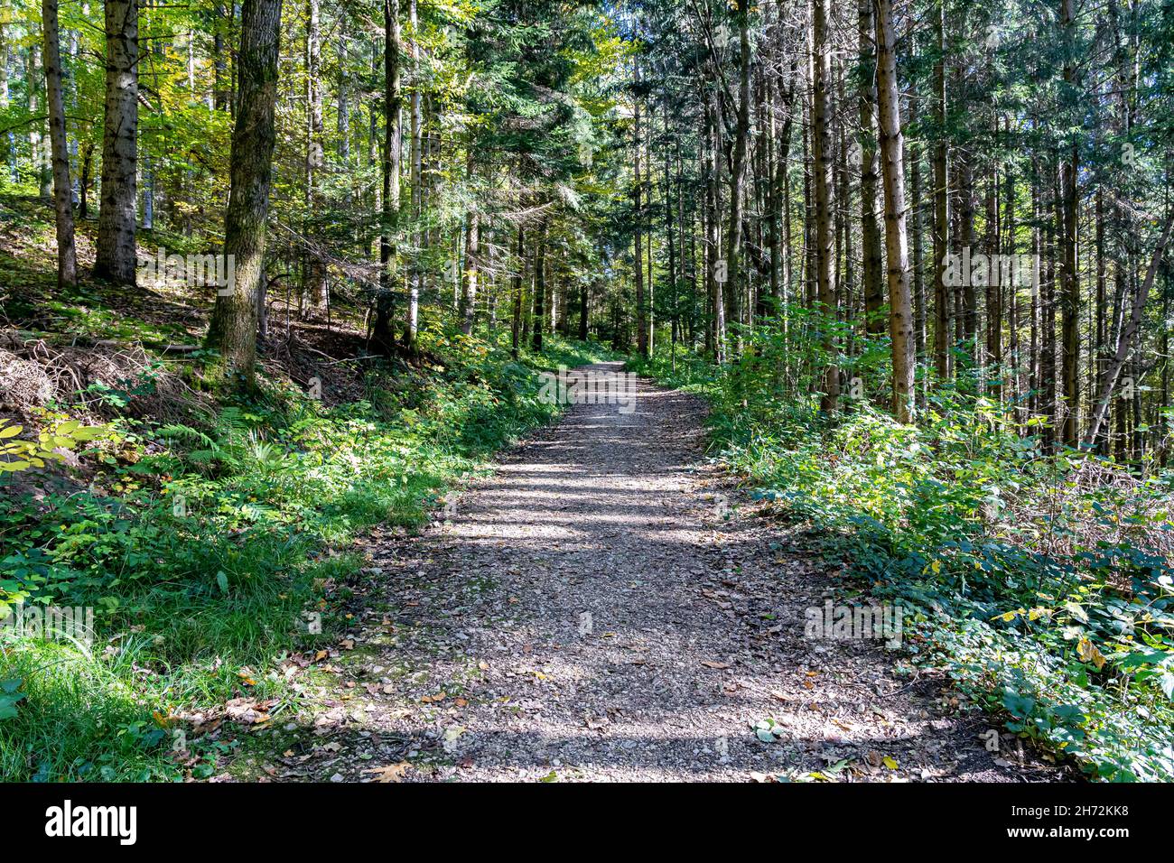 Woodland path through the green and dark forest of shadows Stock Photo ...