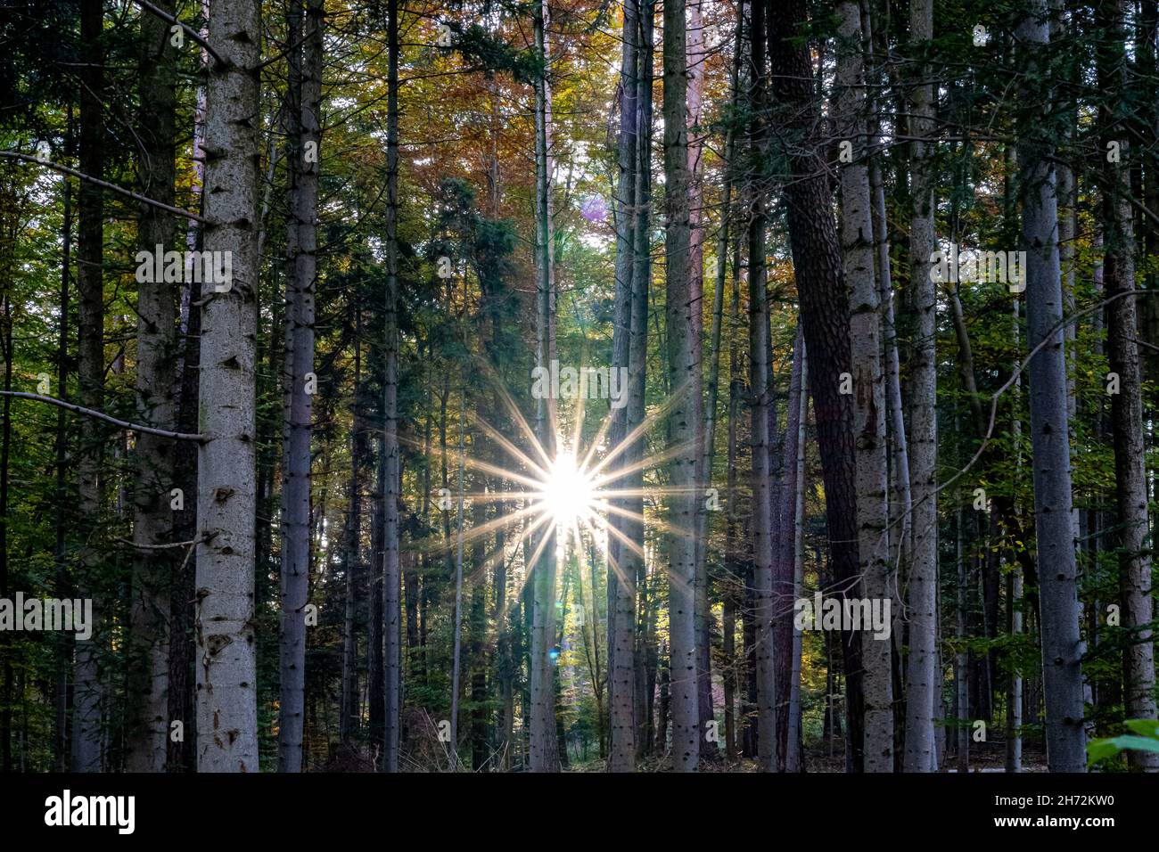 Shining sun through the trees of the forest in shape of a star Stock ...