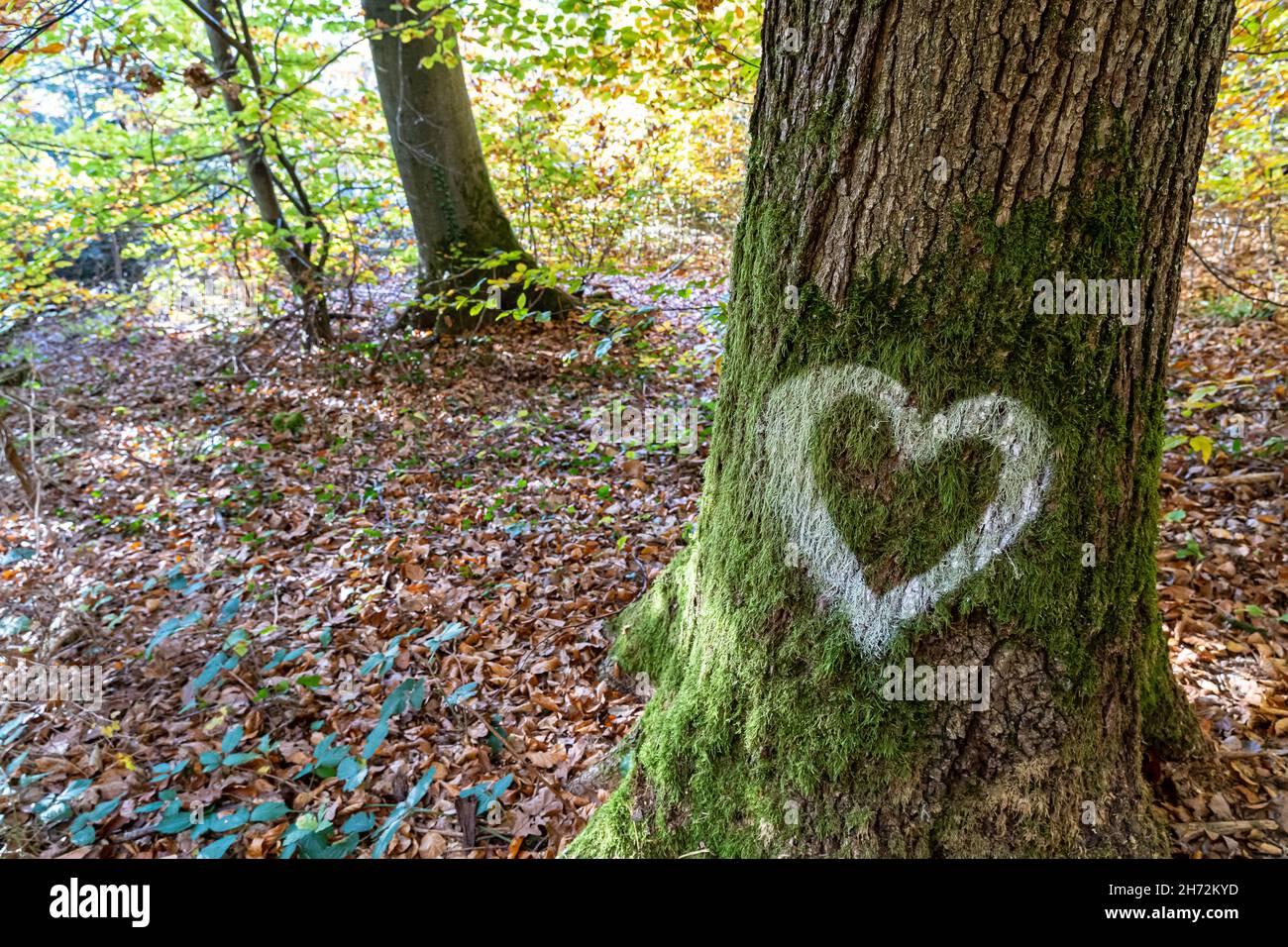 White heart written on the trunk of a tree in the middle of the forest ...